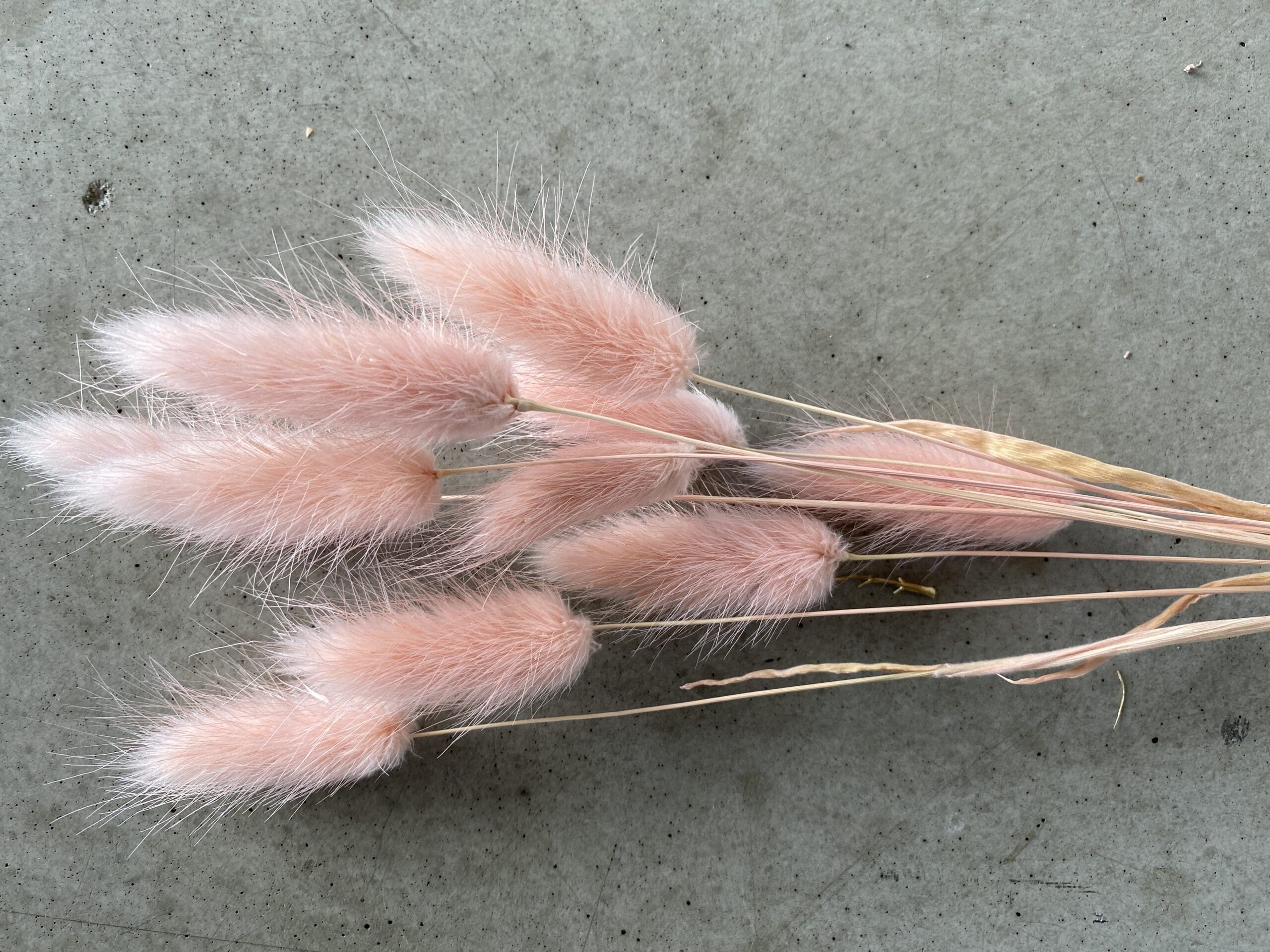 Lagurus rosa – Berglon