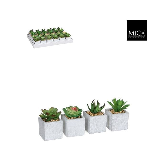 Succulent H8xD5cm 4 asst. – Berglon